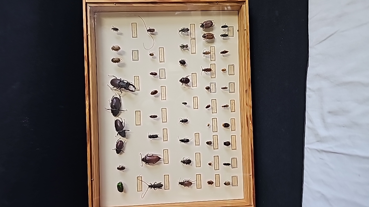 Uppstoppade Insekter i Montörskåp | Fleasy - flea markets easy